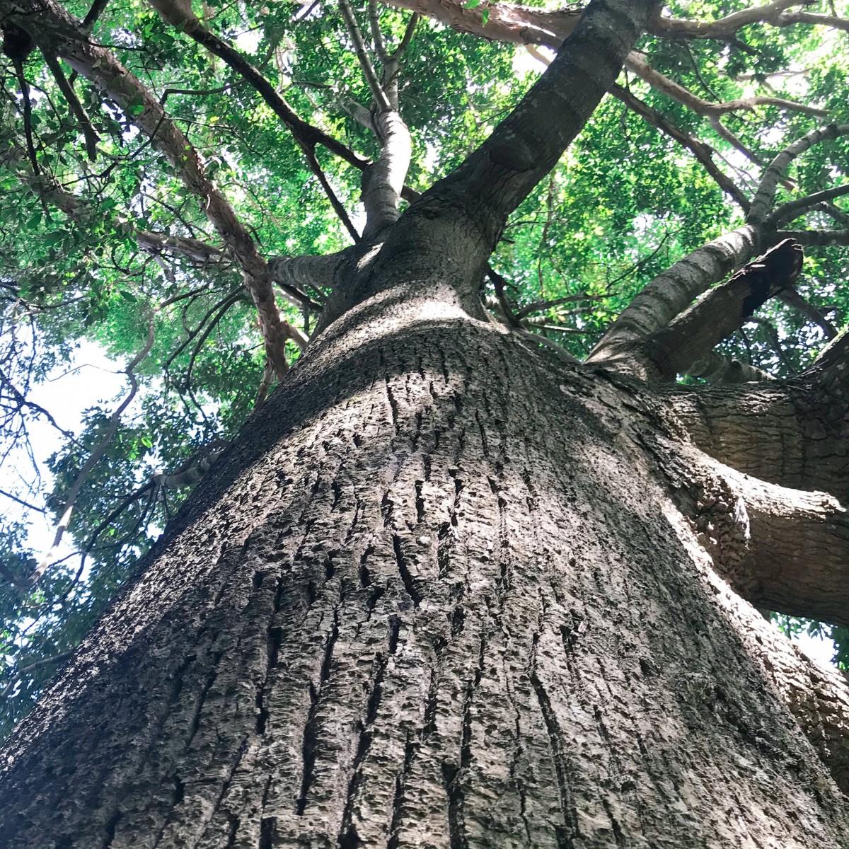 The No. 1 Most Endangered Tree on the Coast - Sunkiss Media